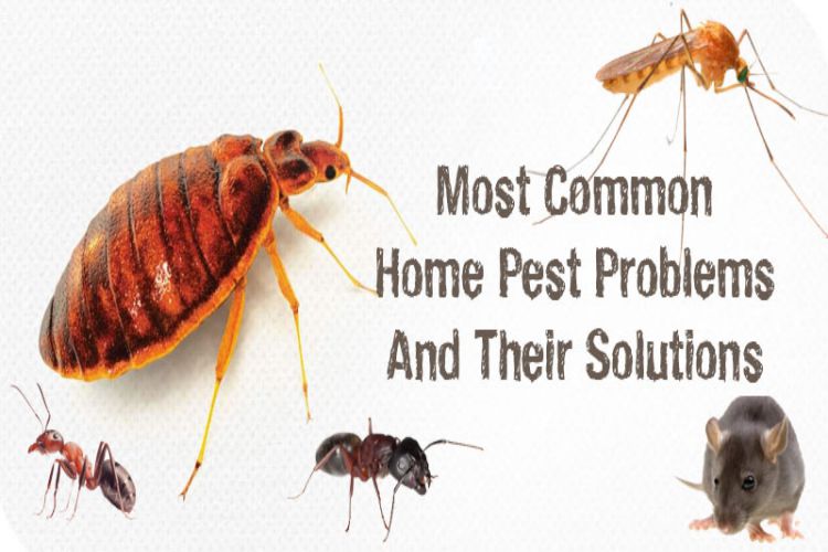Common Household Pests and the Most Effective Ways to Eliminate Them ...